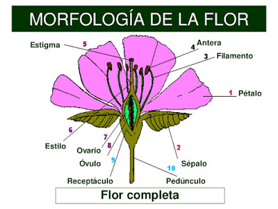 Quimica Organica: MORFOLOGIA DE LA FLOR