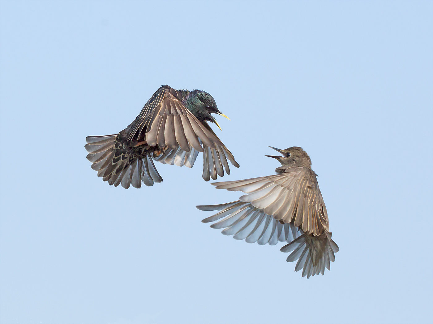 Martin Jump Wildlife Photographer: STARLING AGGRESSION.