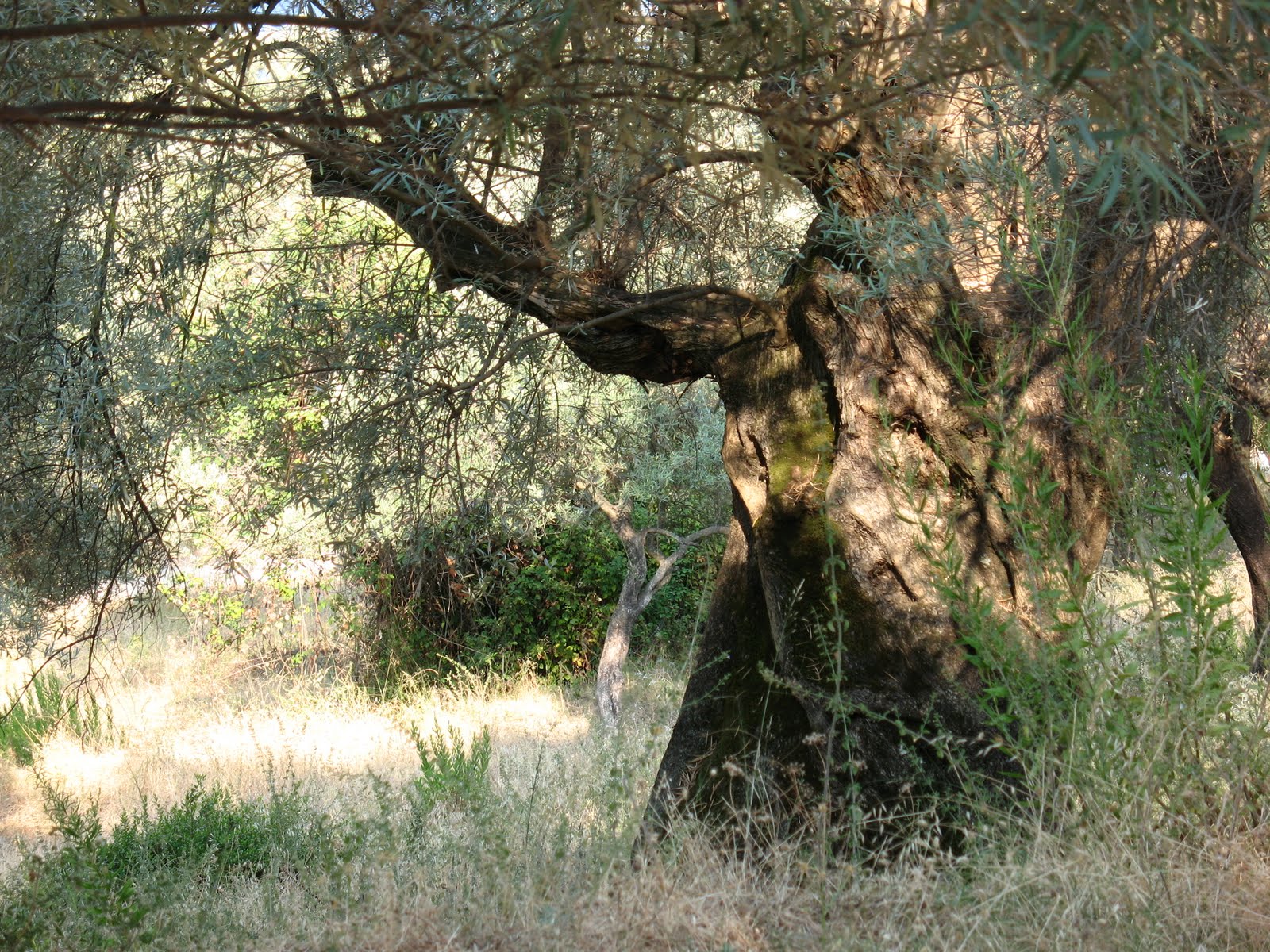 Jurnal de gradina: In livada cu maslini