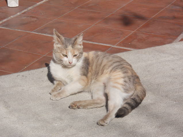 Adoptándonos: Preciosa gata atigrada tricolor está en adopción