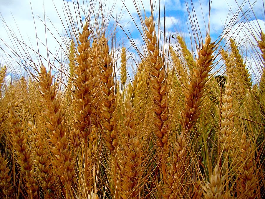 How Plants Changed the History of the World: Barley: An Ordinary Grain ...