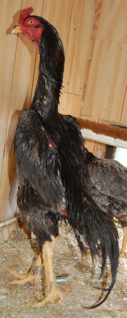 Fighting Rooster: Shamo Breed