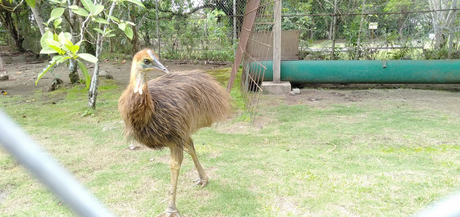 Casuarius casuarius (Kasuari Gelambir Ganda)