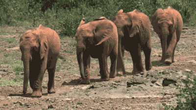 EKOGEO: 17 FAKTA TENTANG GAJAH, MAMALIA DARAT TERBESAR DI MUKA BUMI