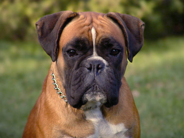 Bienvenue chez les CM2 de l'école ND !: 270. Un nouveau conte ... en ...