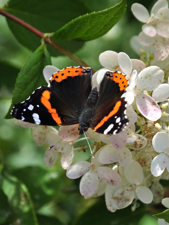 Three Dogs in a Garden: The Butterfly Time