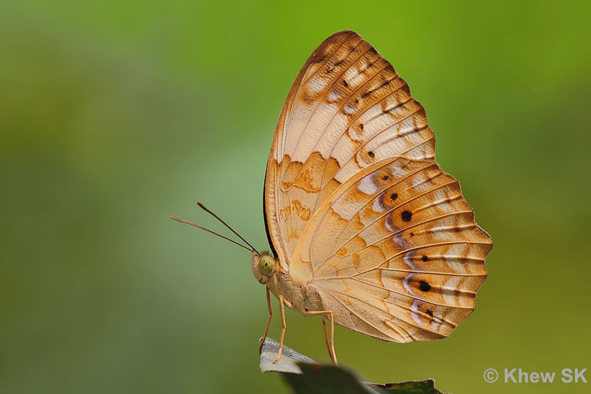 Butterflies of Singapore: Random Gallery - The Rustic