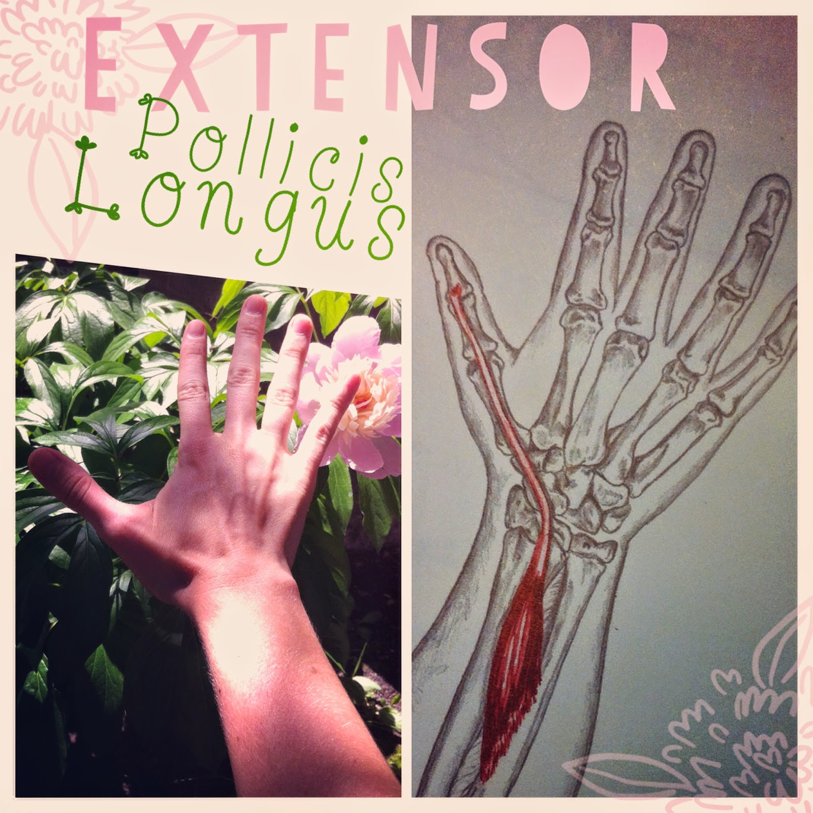 The Hip Joint: Extensor Pollicis Longus : (3 of 4 long thumb muscles)