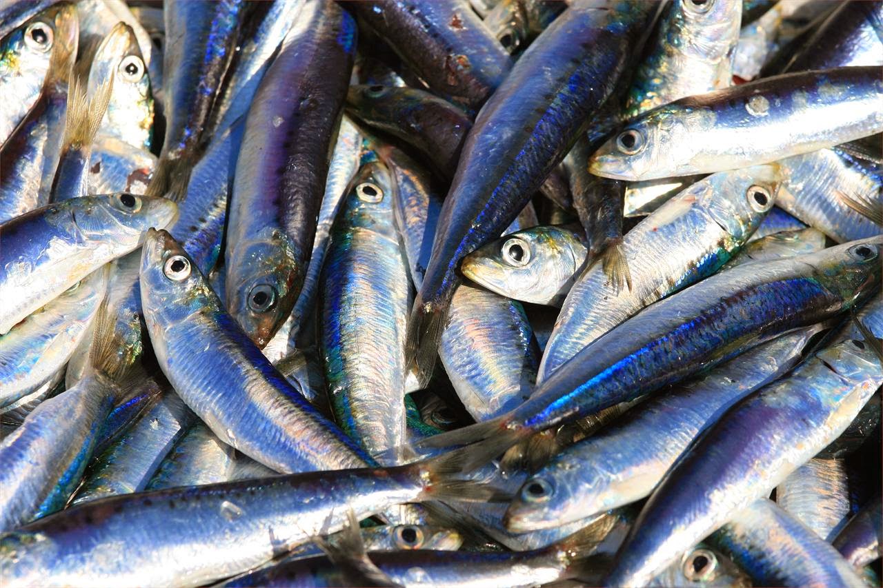 Safra de bri: DICCIONARIO GASTRONOMICO-X