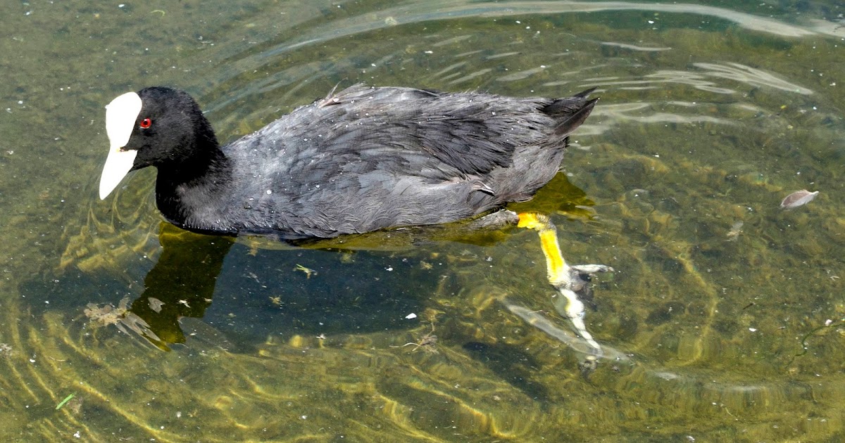 Urban Wildlife Guide: Two Kinds of Coots