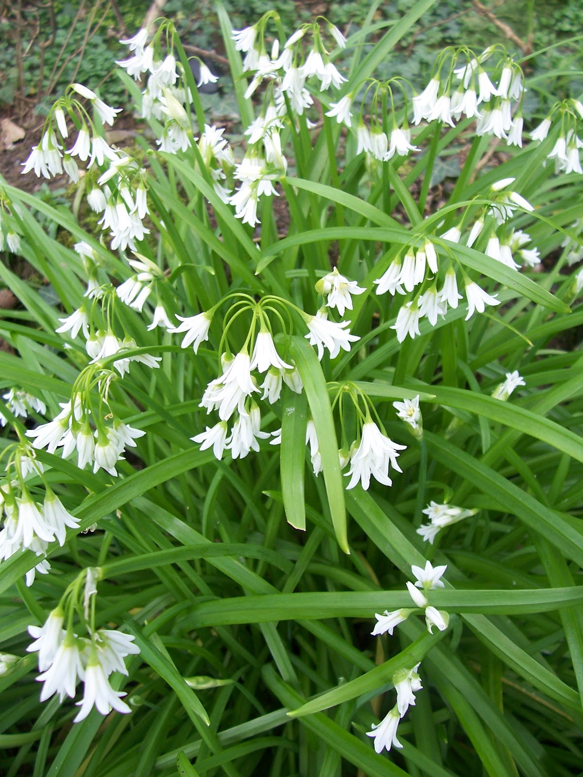 BUZZARD BUSHCRAFT: Three Cornered Garlic