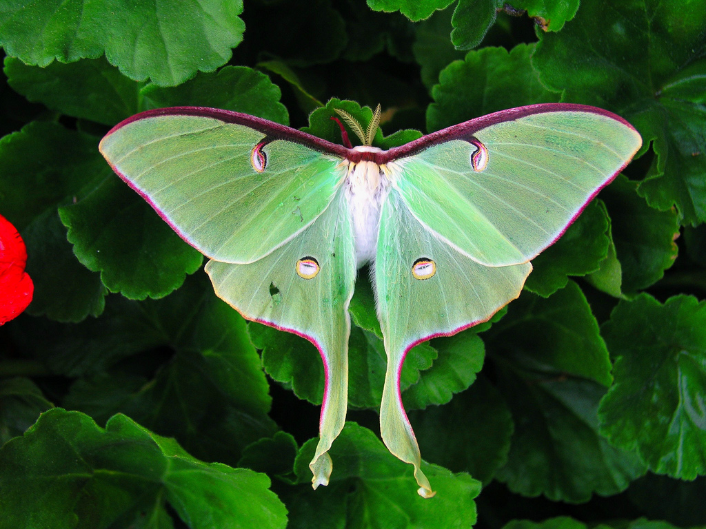 Alam Mengembang Jadi Guru: Beautiful Moth