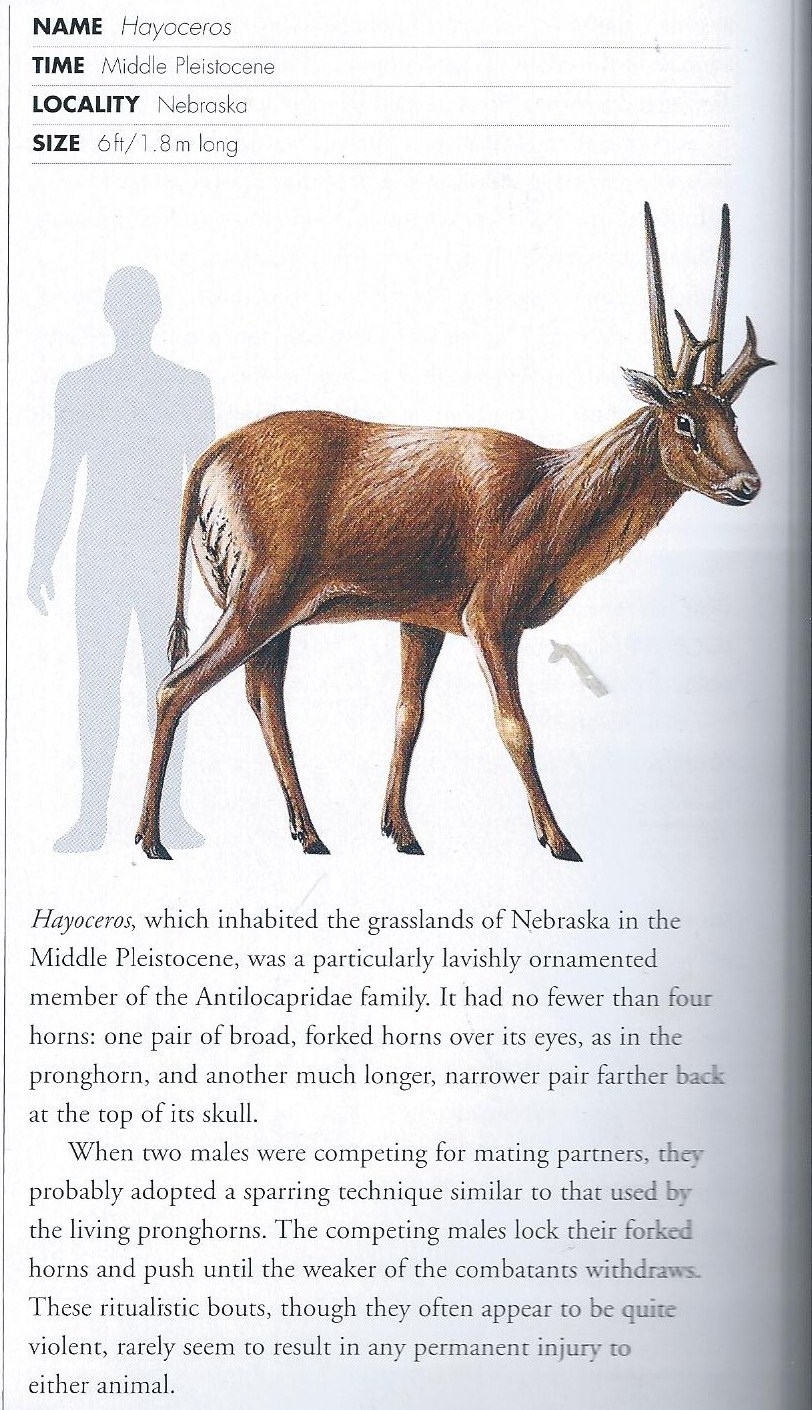 Domain of the C-Rex: The Amazing Antilocaprid Artiodactyls