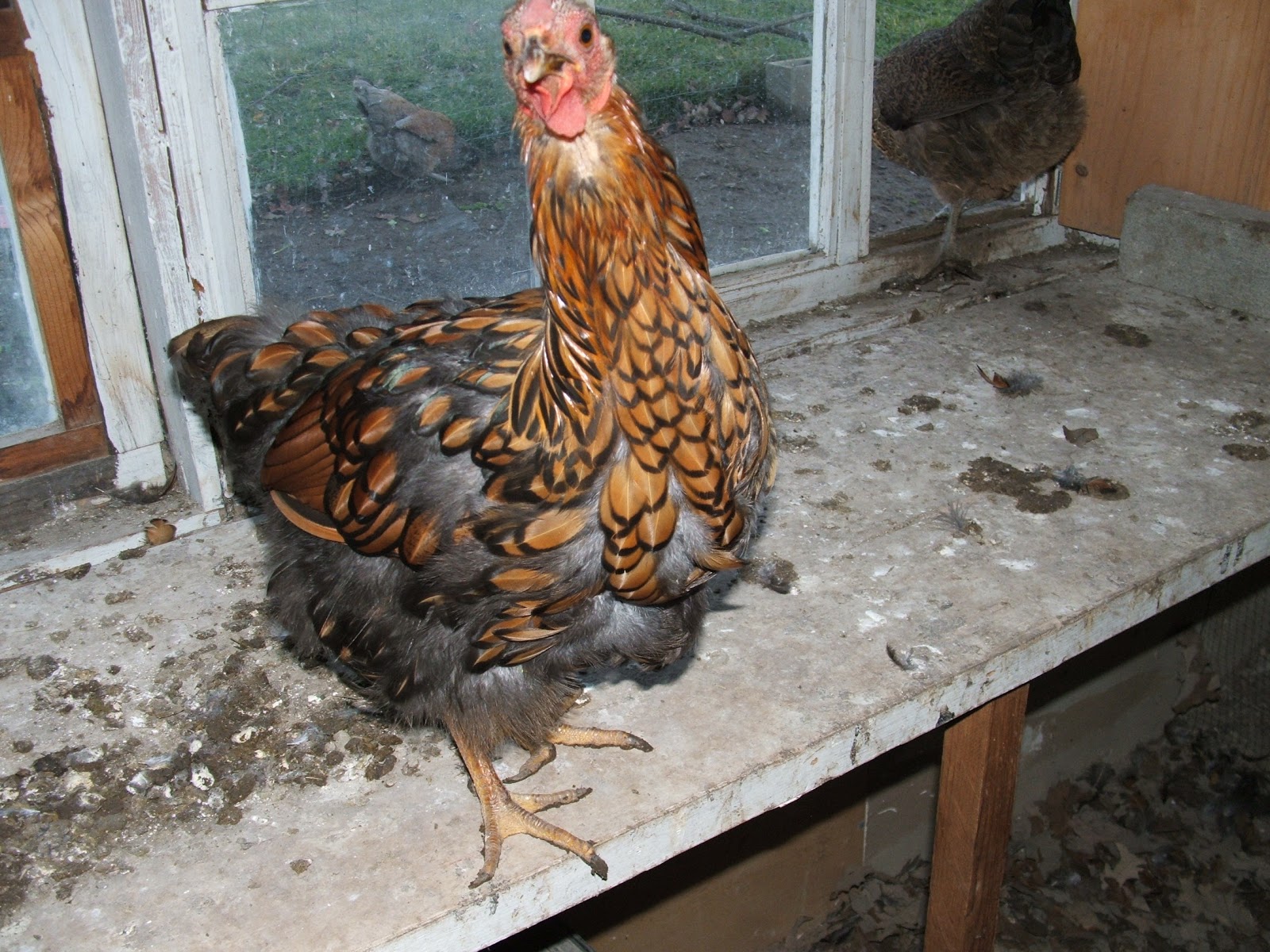 Green Zebra Market Garden: Mangy Chicken