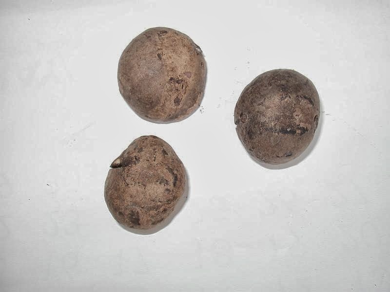 Medicinal Uses Of Wonderful Cola - Part 1 ~ Herbal Remedy To Diseases ...