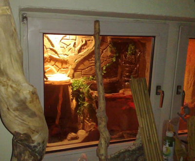 The Fern and Mossery: Walk-in Terrarium