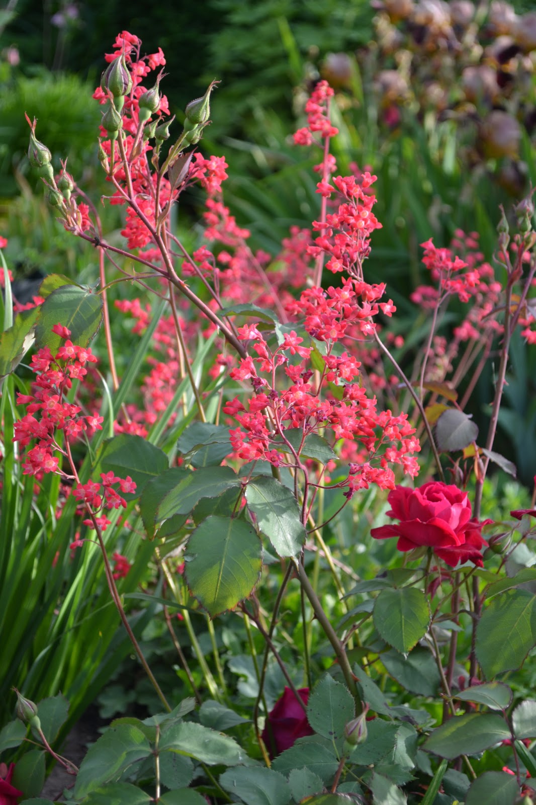 Sodo Stilius: Raudonas alūnės (Heuchera) ir rožės duetas