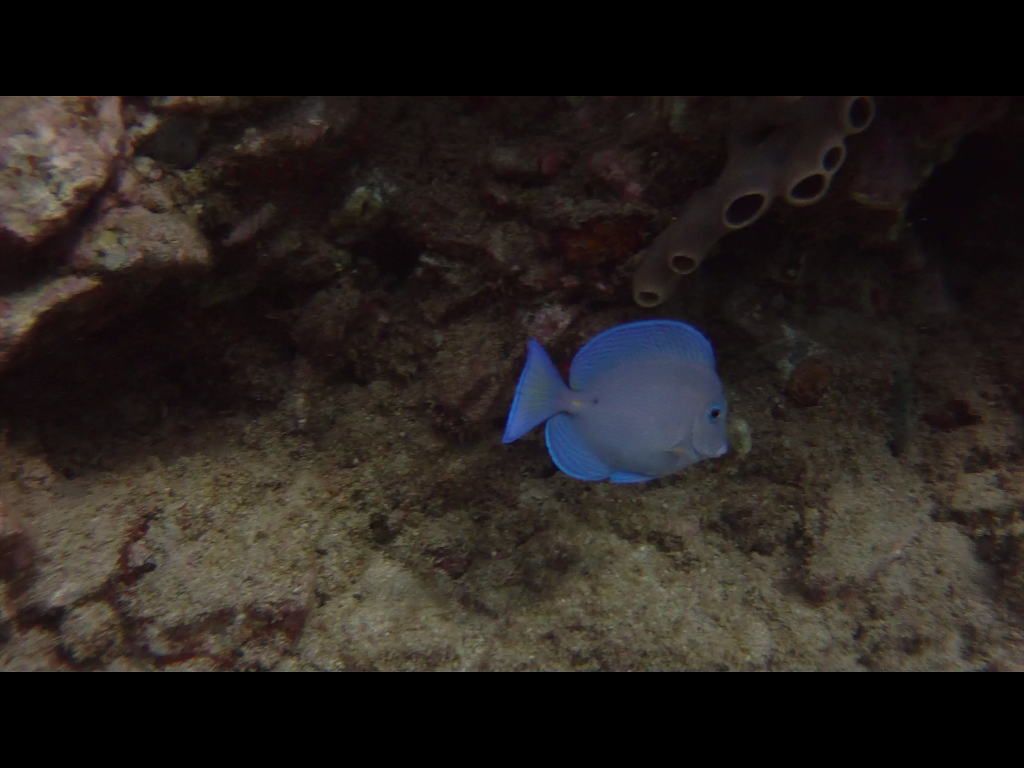 i-Marine Apps: Contour Connect App