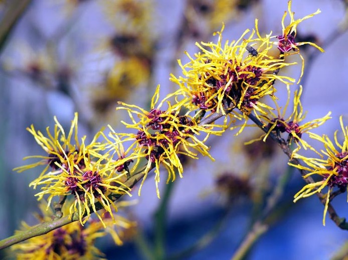 Common Witch-Hazel Tea, Water Therapy & Diet Heals Tuberculosis ...