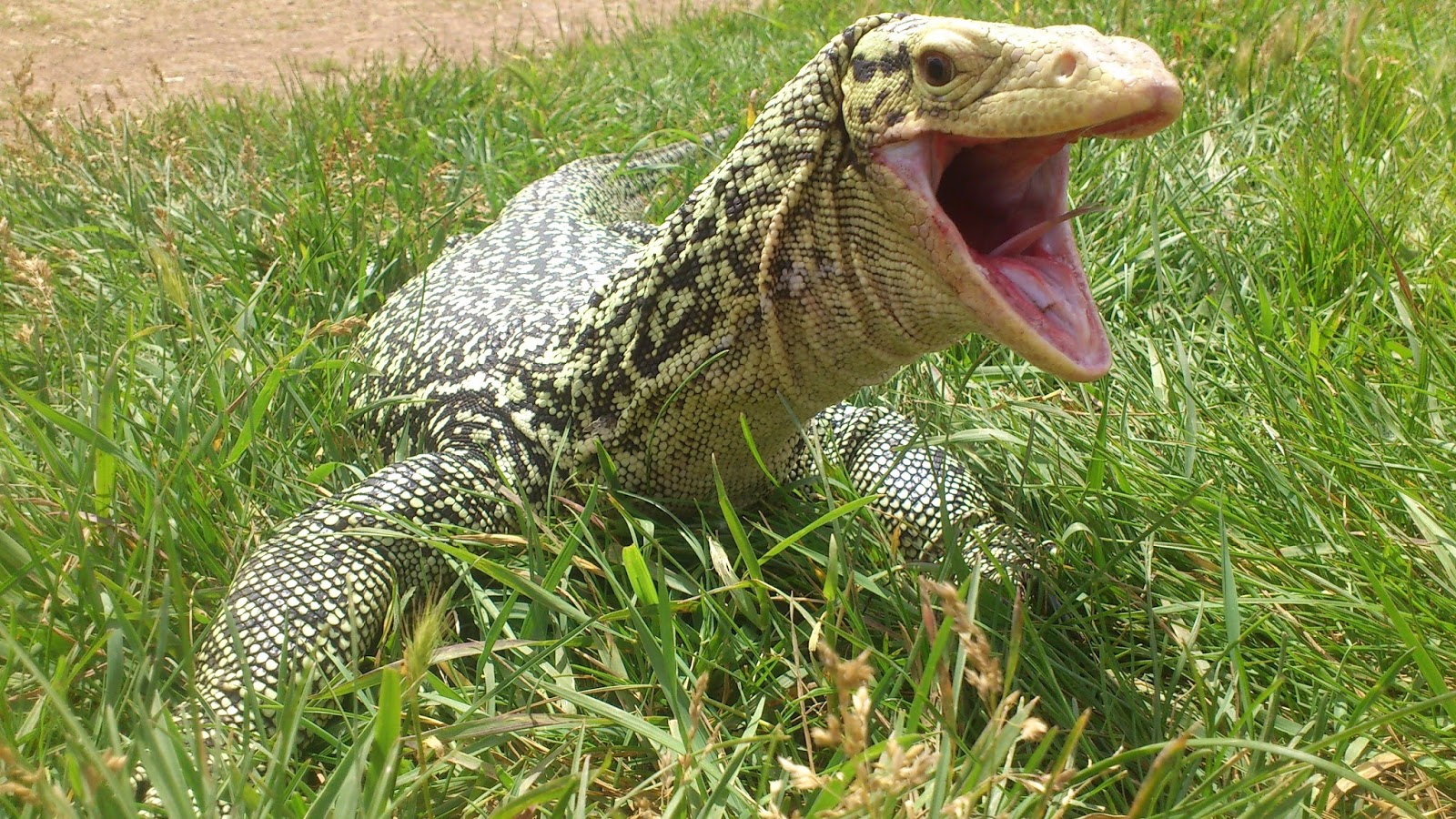 Varanus Melinus (Quince Monitor) | Belajar Mengenal Varanus