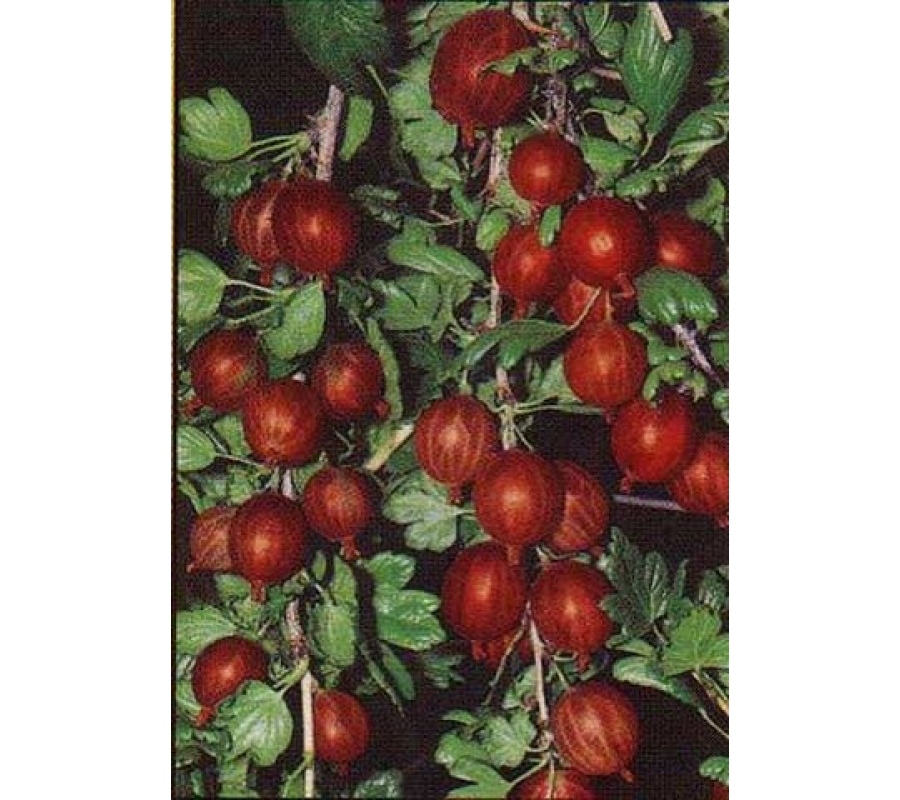 Viorica: Fructe uscate si minunate-- Agrisele