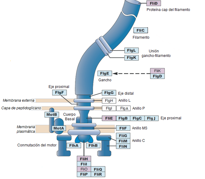 Detrás del Código: La Evolución del Flagelo Bacteriano, Algo que Muchos ...