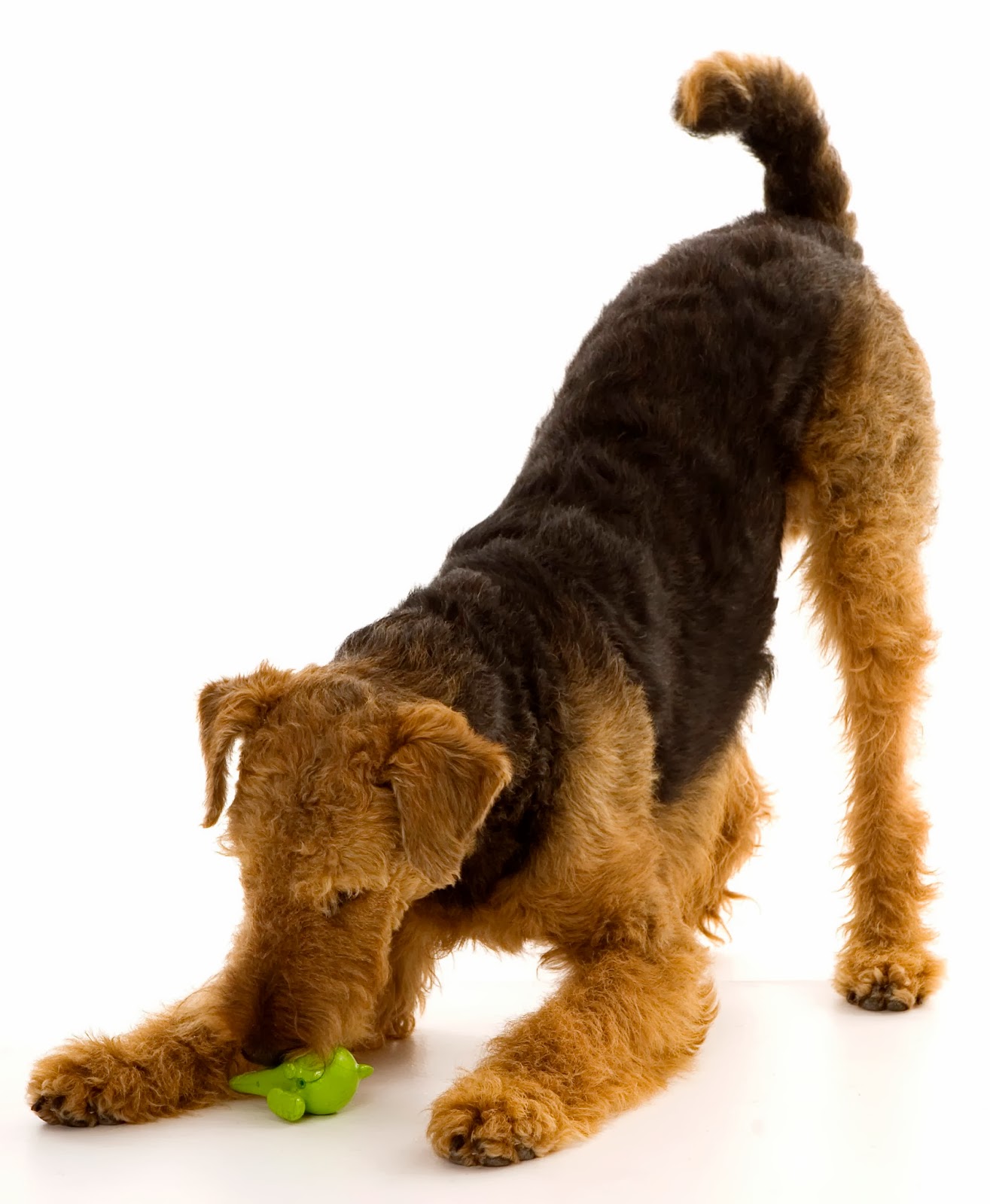 Animalia: Happy Birthday to Miró