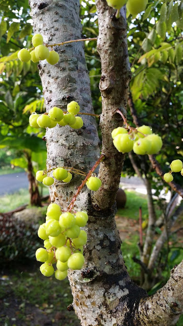 Warisan Petani: Pokok Cermai