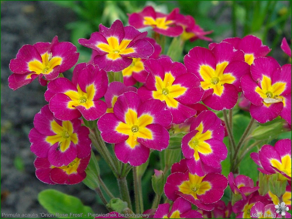 Plant Gallery - Encyklopedia Roślin: Primula acaulis 'Orion Rose Frost ...