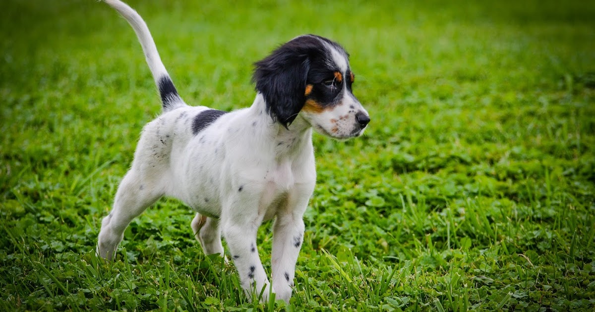 Blue Creek Kennels: Puppies