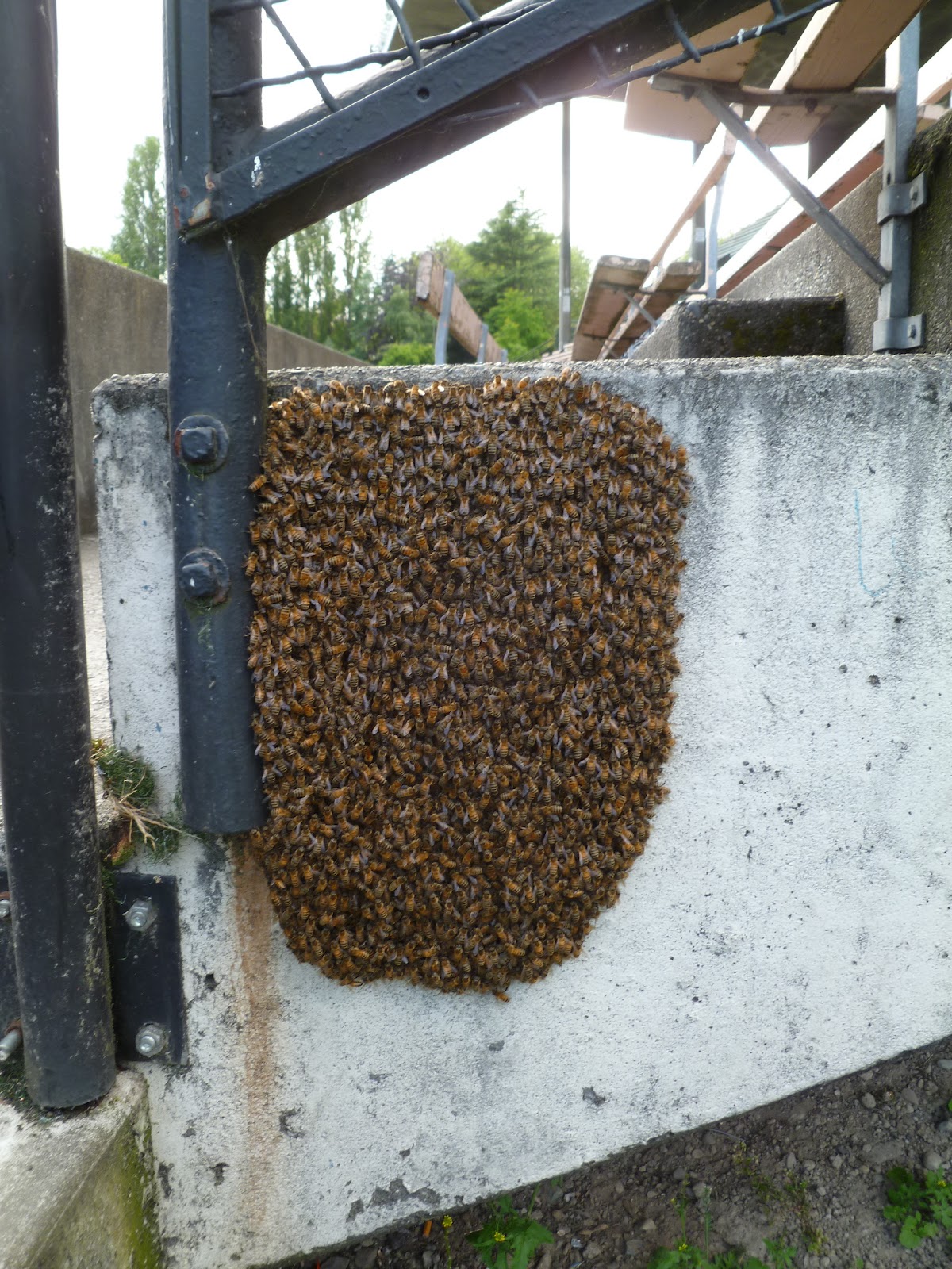 Queen Anne Bees: Swarm Collection
