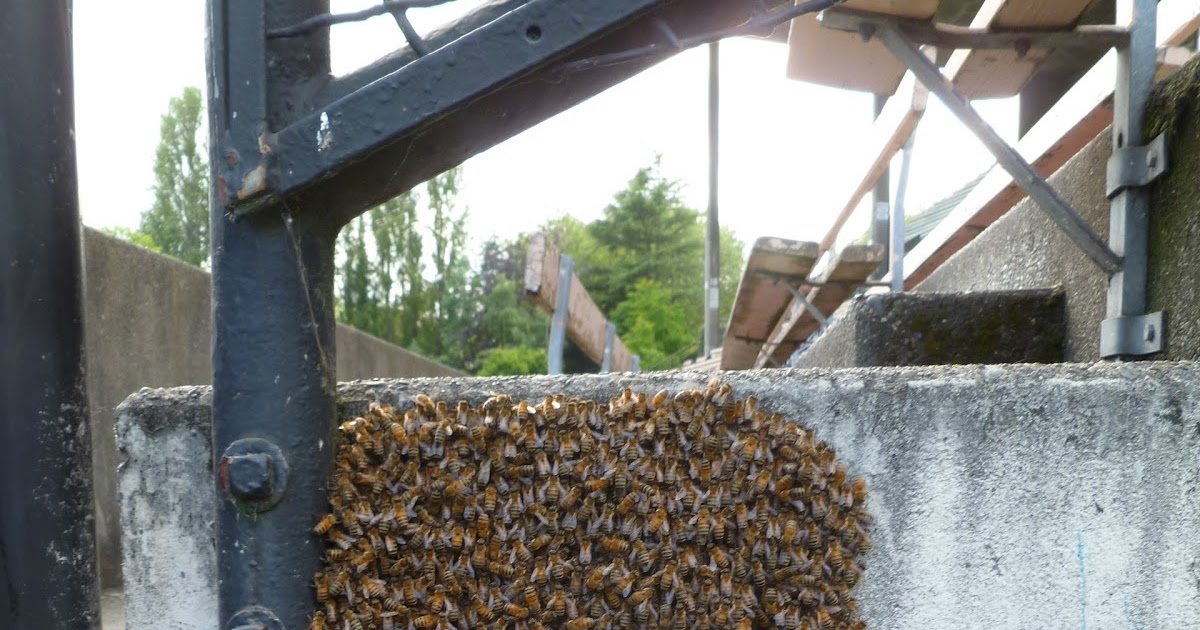 Queen Anne Bees: Swarm Collection