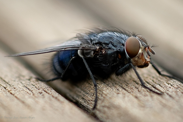 La Vergüenza Familiar: EL PUÑETERO MOSCARDON