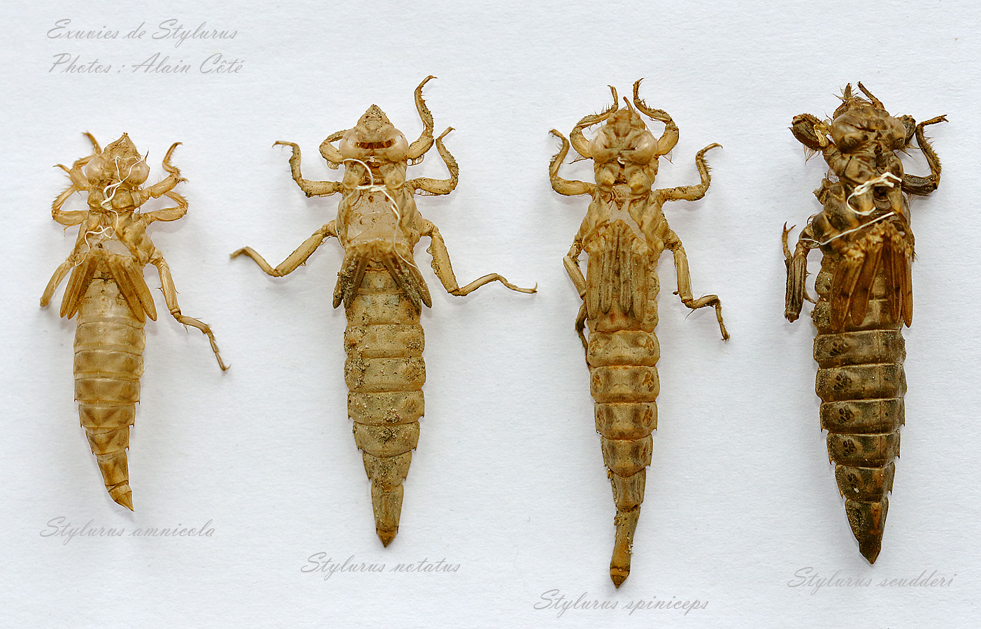 Libellules Québec - Quebec Dragonflies and Damselflies: décembre 2015