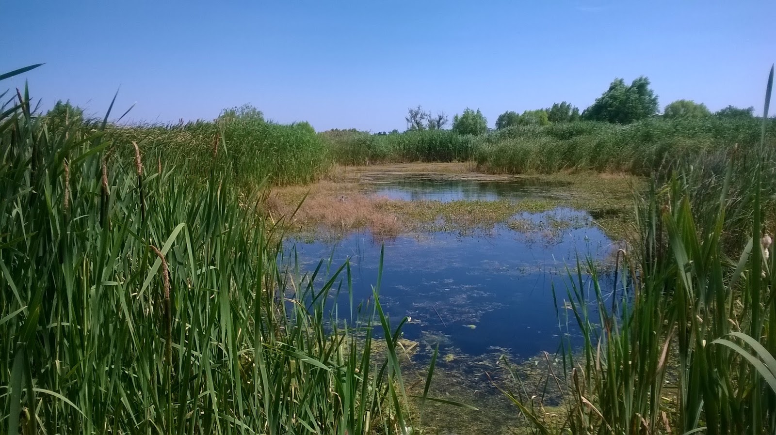 Dromarland: Delta Bucurestiului