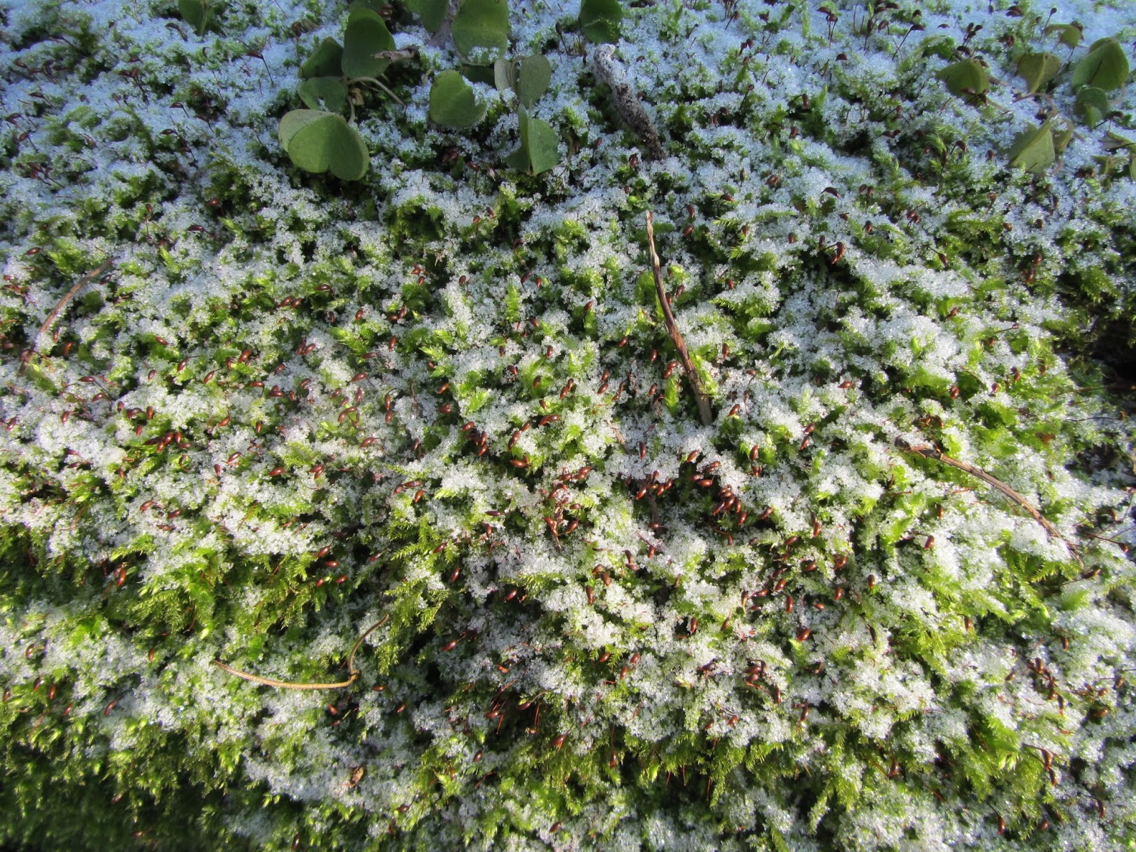 Jan Wilde een Tuin: MOSSEN, KORSTMOSSEN EN ALGEN