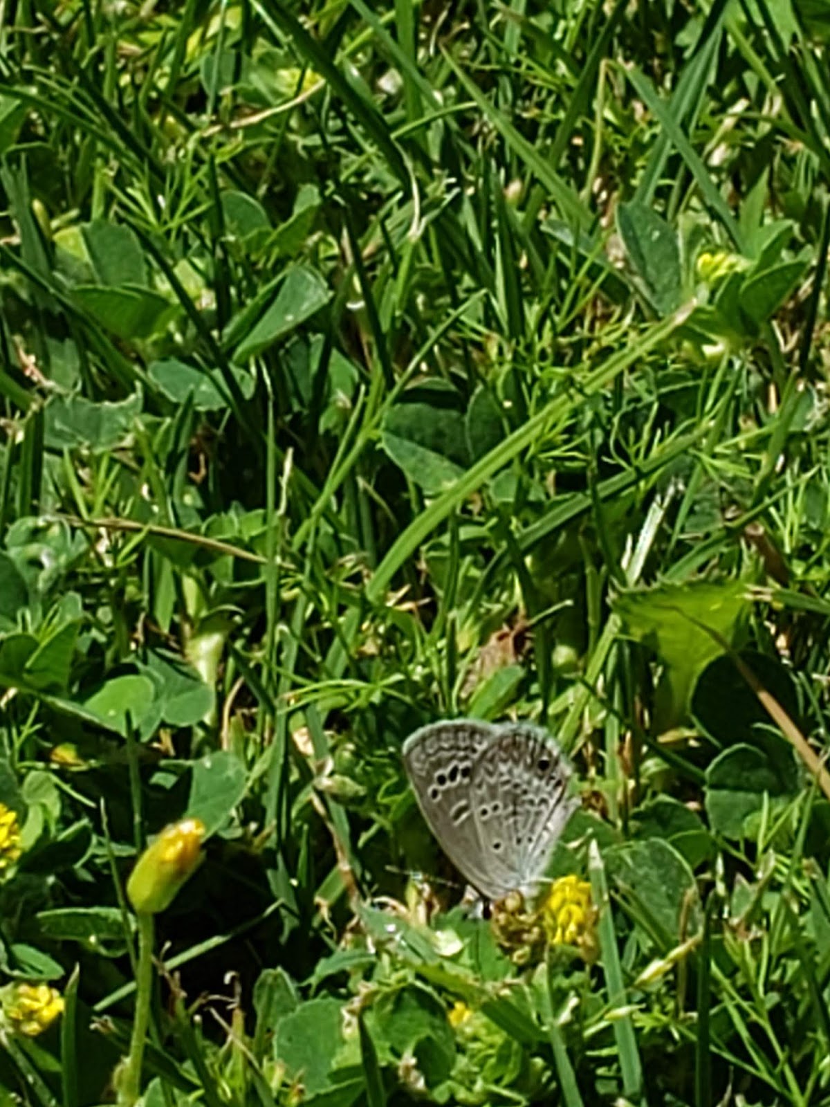 Rearkirt's blue butterfly - Redington Ranch