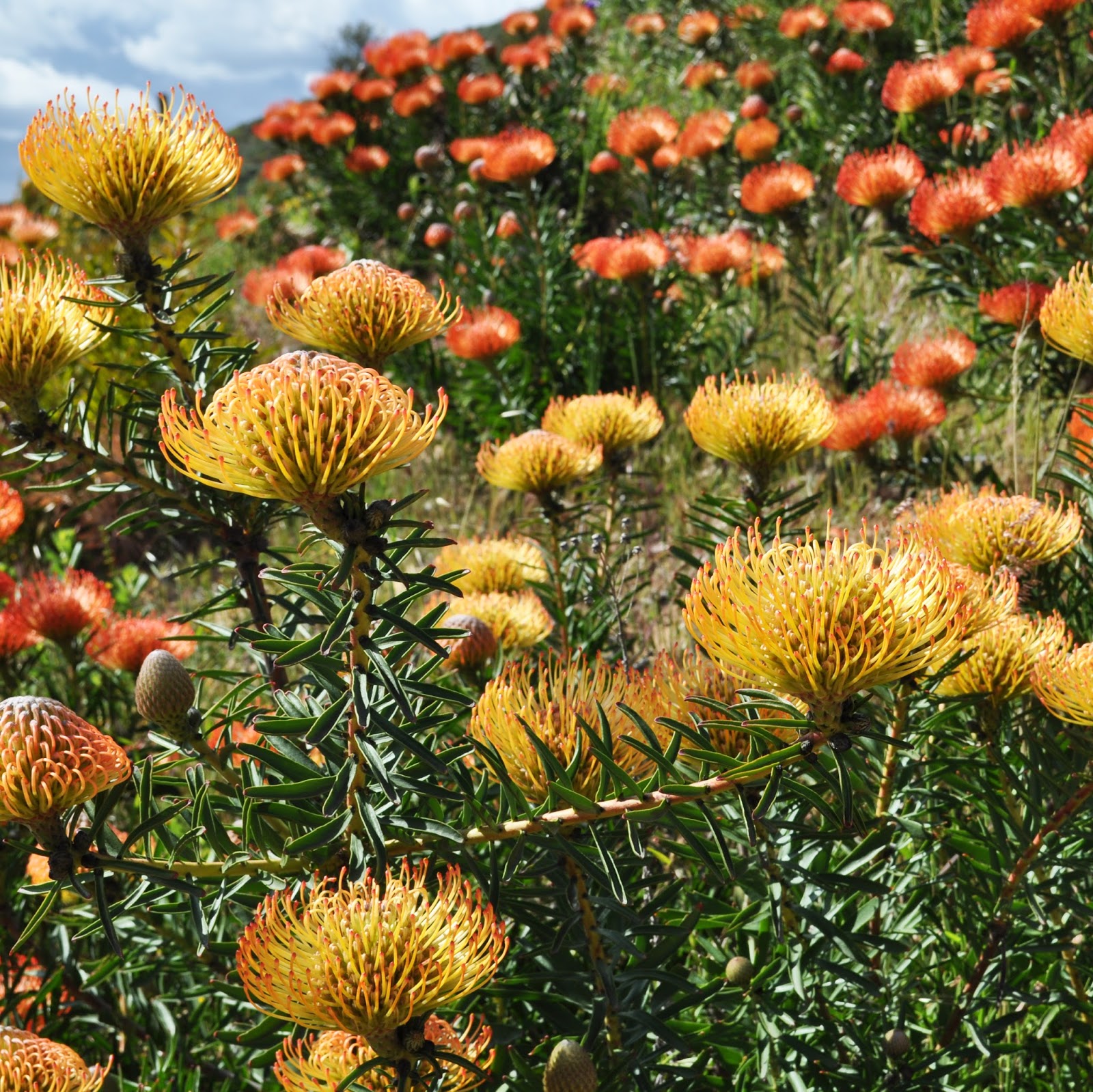 A Passion for Flowers: In the Field: Harvesting Leucospermum