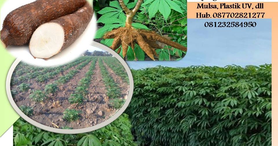 Metode Menanam Singkong Atau Ubi Kayu Yang Benar Supaya Hasil Melimpah Dan Bermutu Tinggi - Jual ...