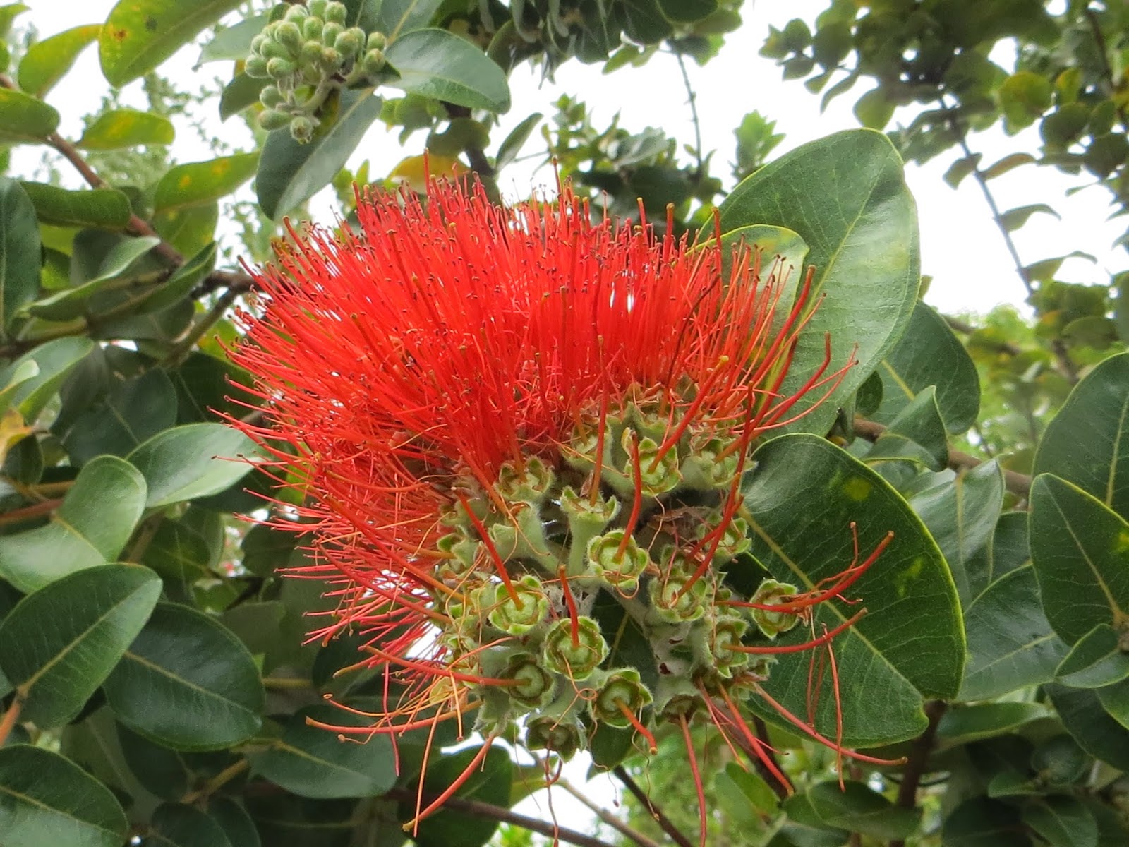 Let's Go! Native Plants, Hawai'ian Style