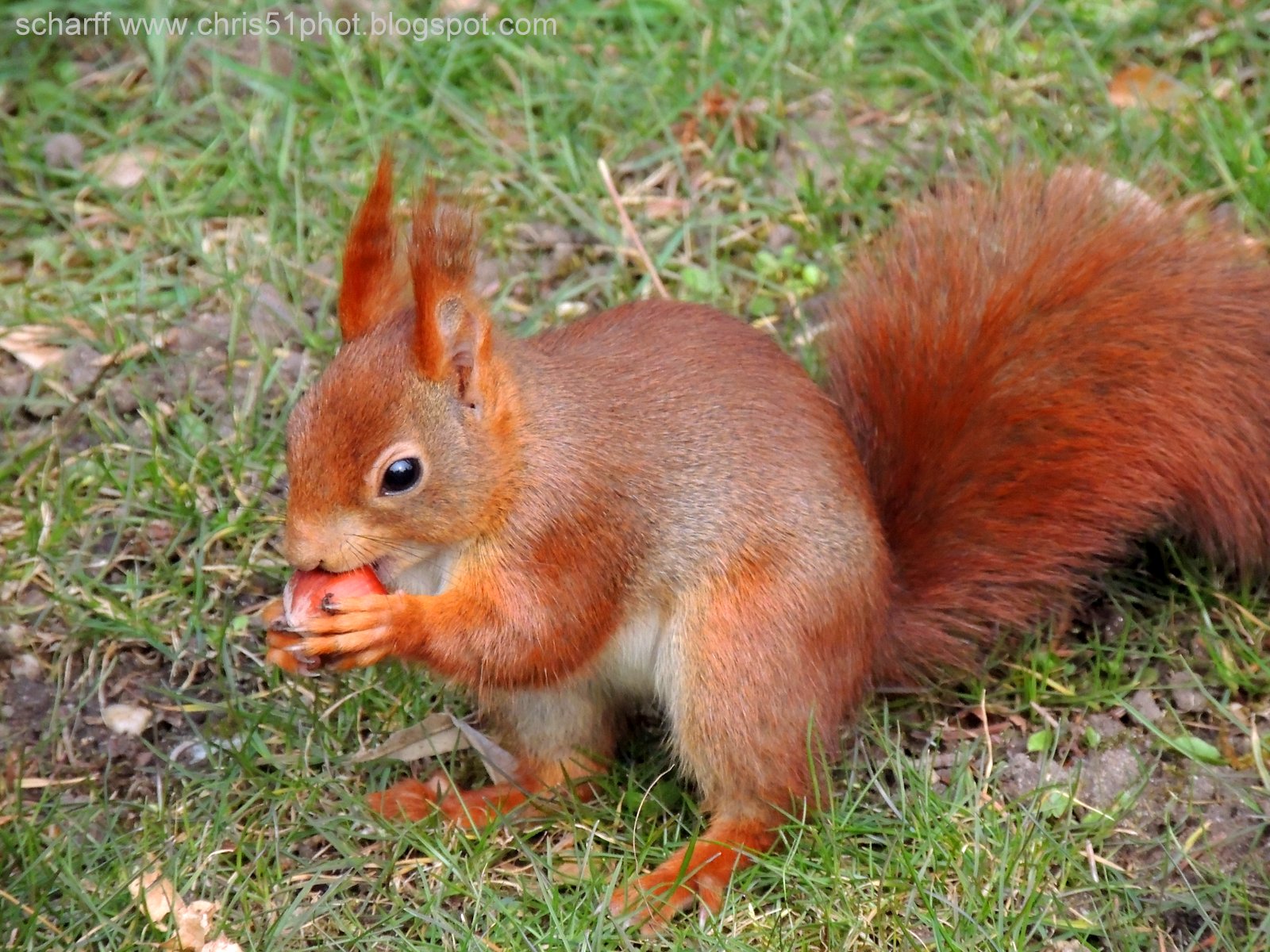 photosnature et pol: écureuil roux tenant une noisette