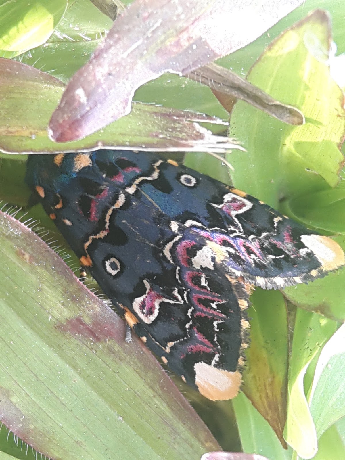 Diversity is existence!: A biodiversity escapade experience