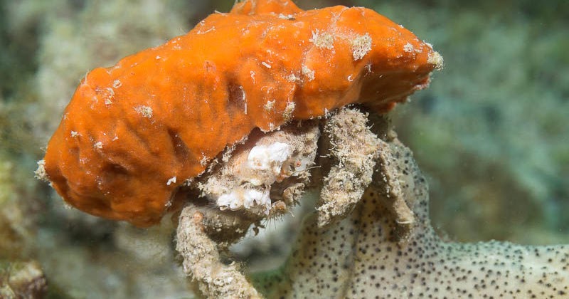 Real Monstrosities: Sponge Crab