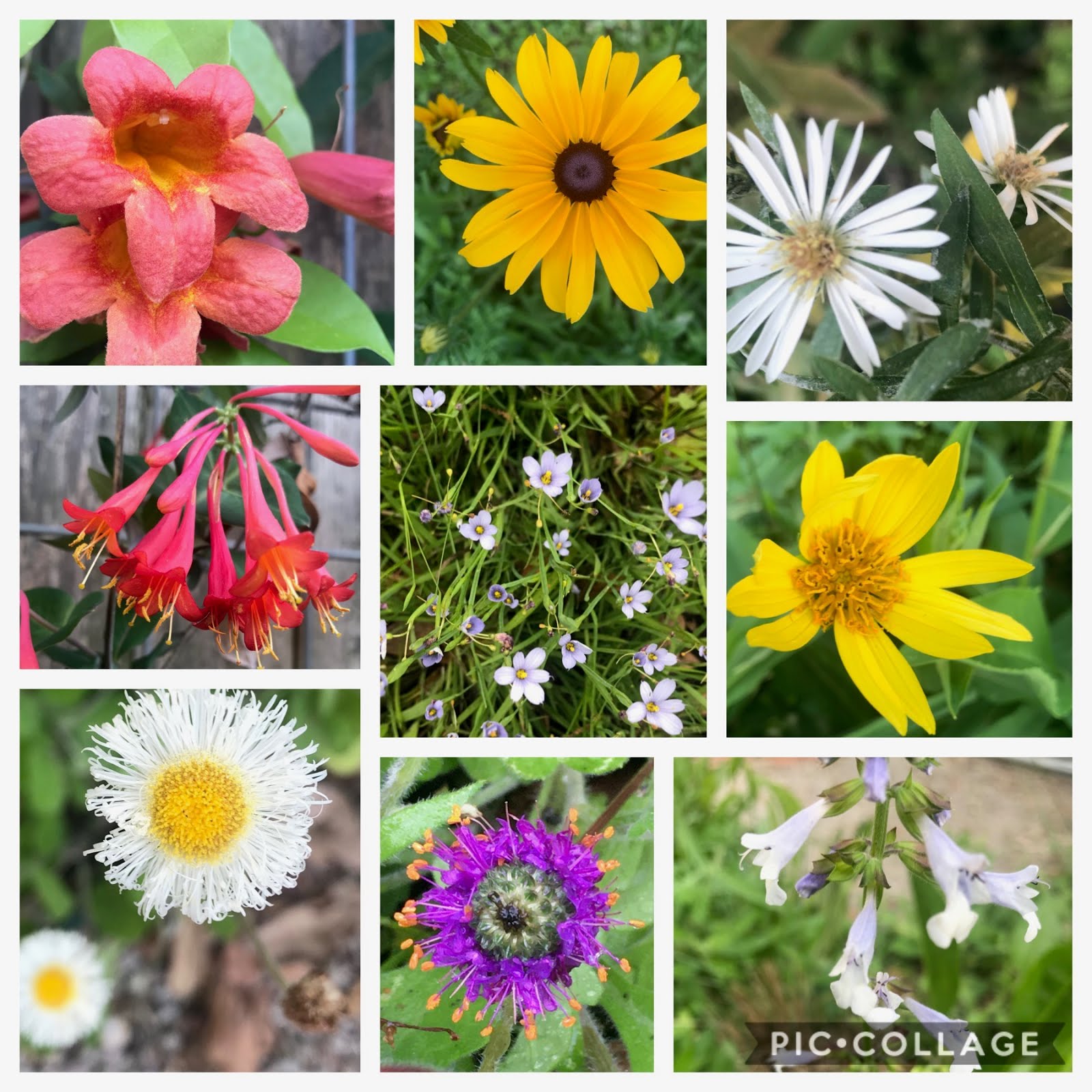 Spring Native Plant Gardening