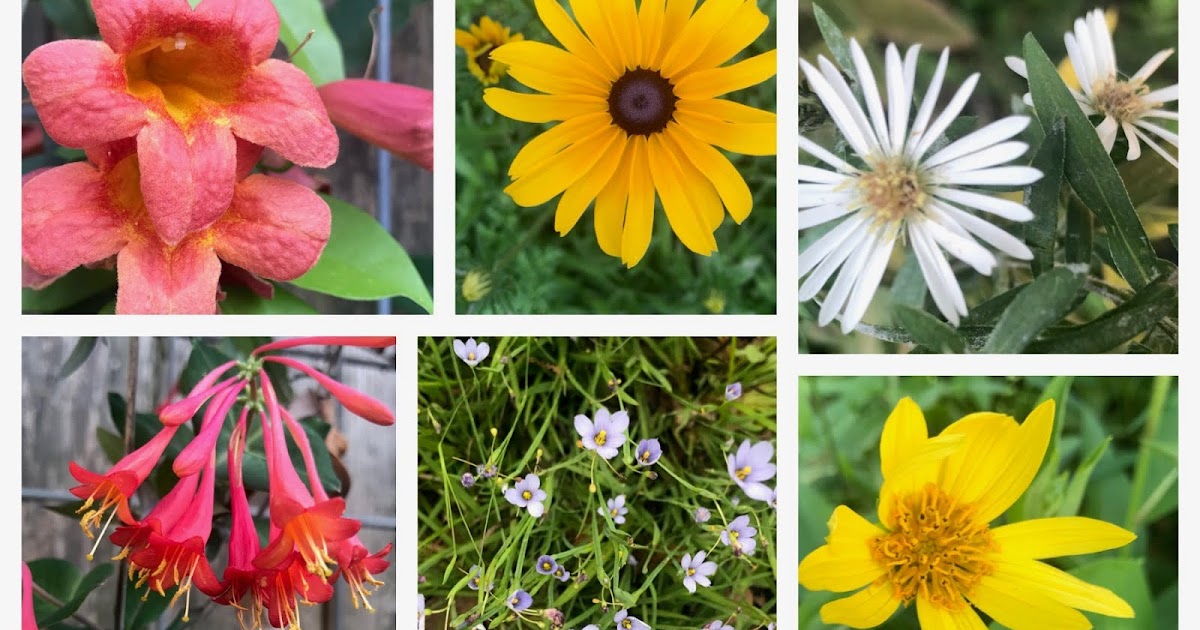 Spring Native Plant Gardening