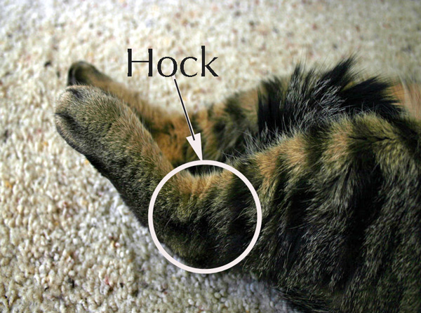 Cat Chit Chat: Where are a cat's hocks?