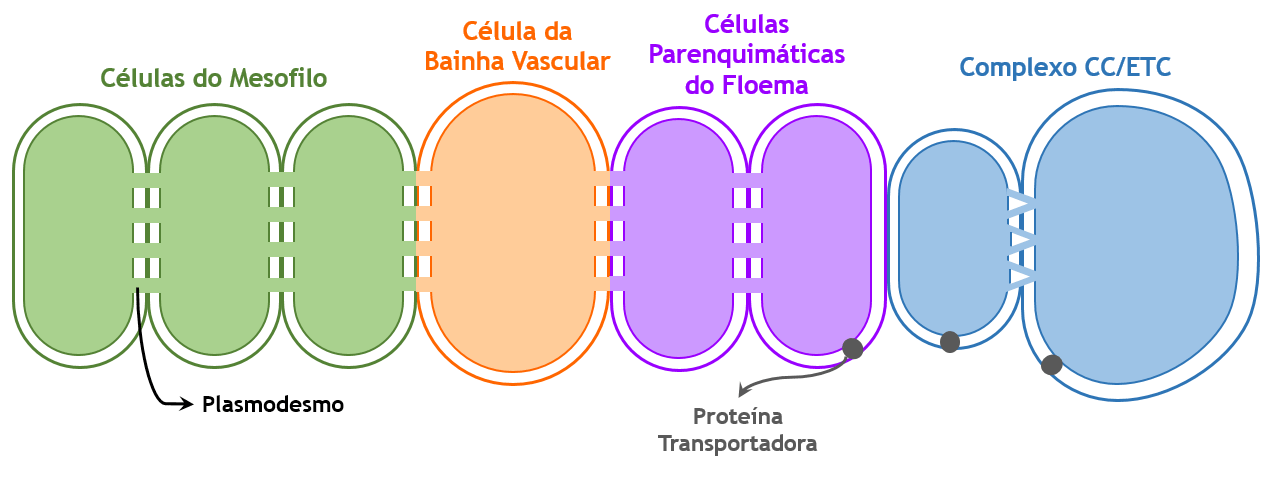 Studying Plant Physiology: Carregamento do Floema
