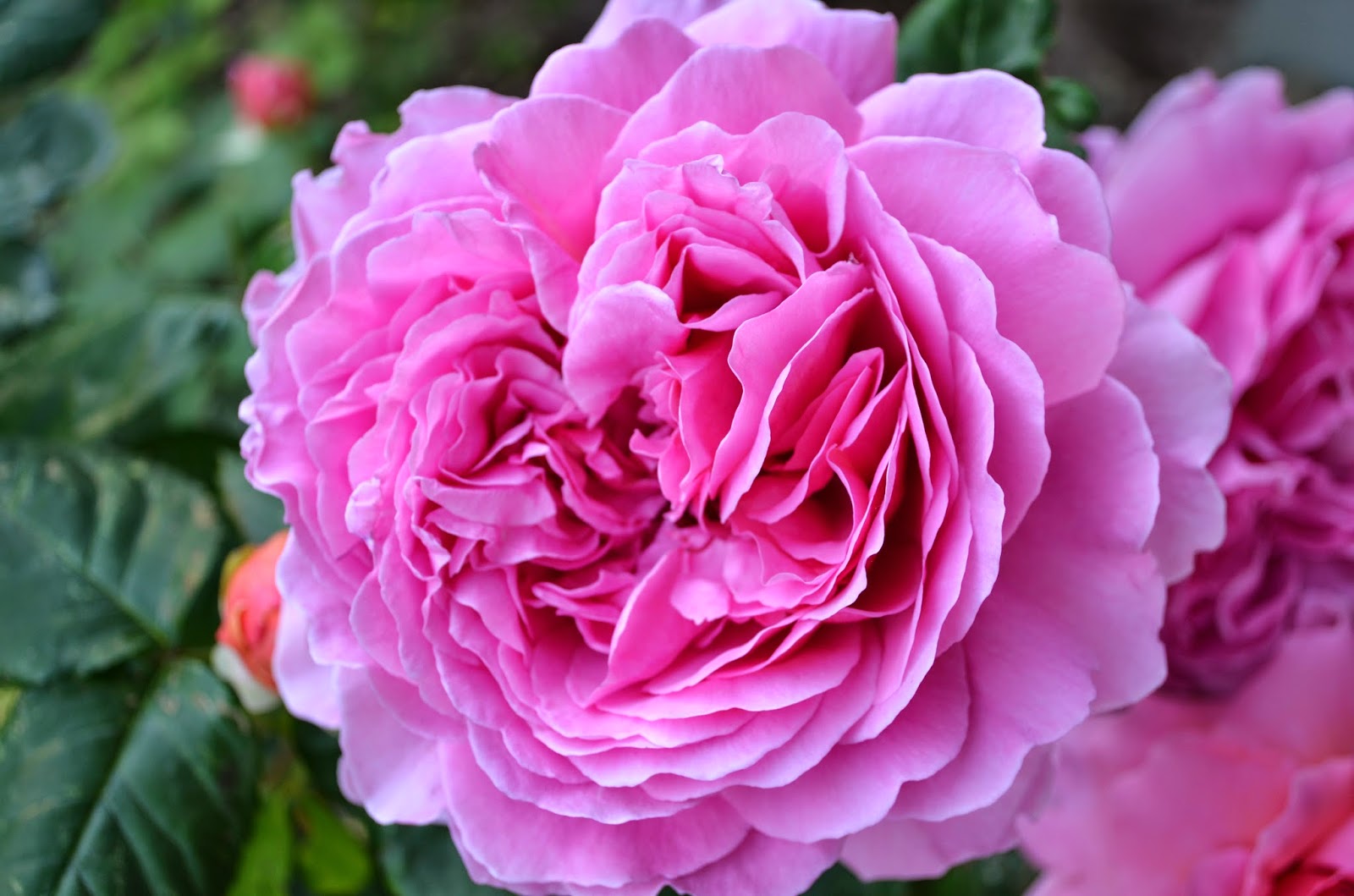 Bonderosen: Engelske roser