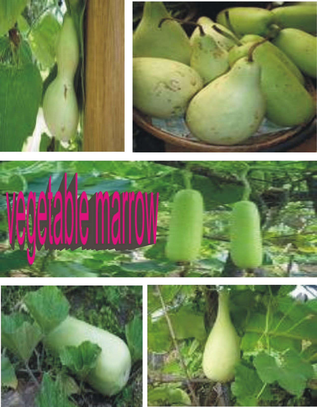 Overcome Disease: vegetable marrow