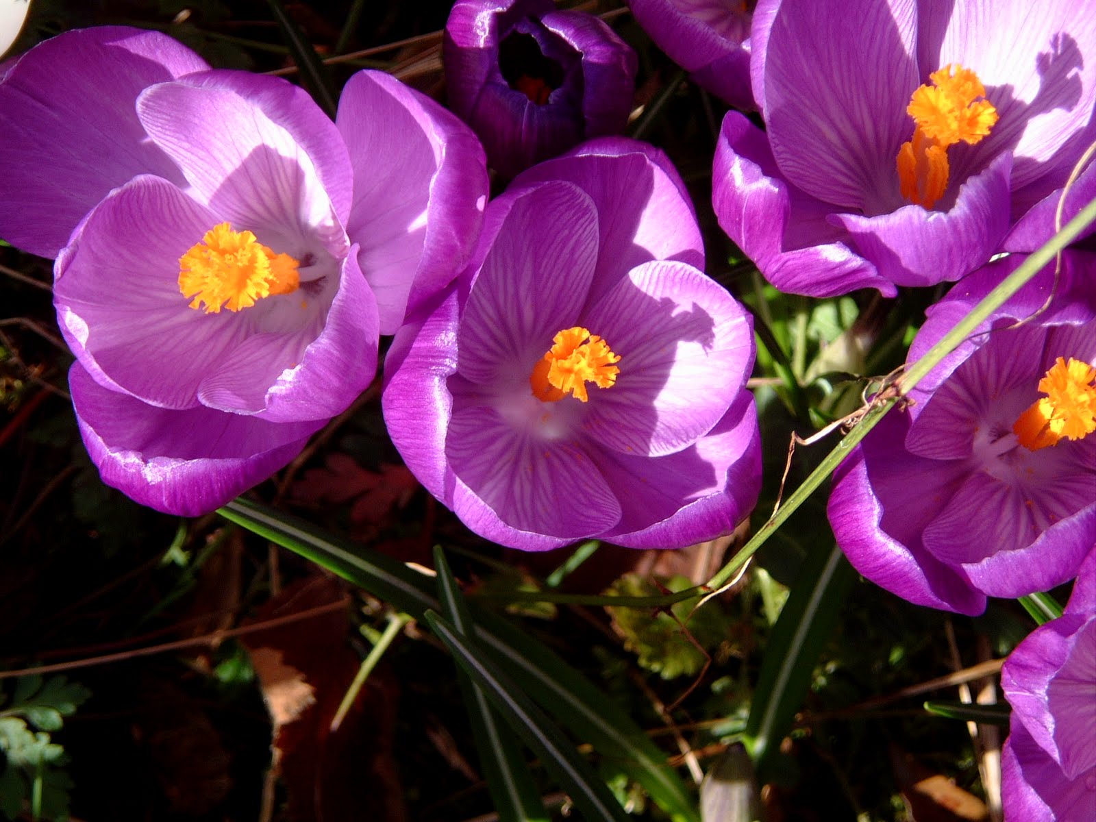 Living with twisted willow: Crocus, crocuses, croci